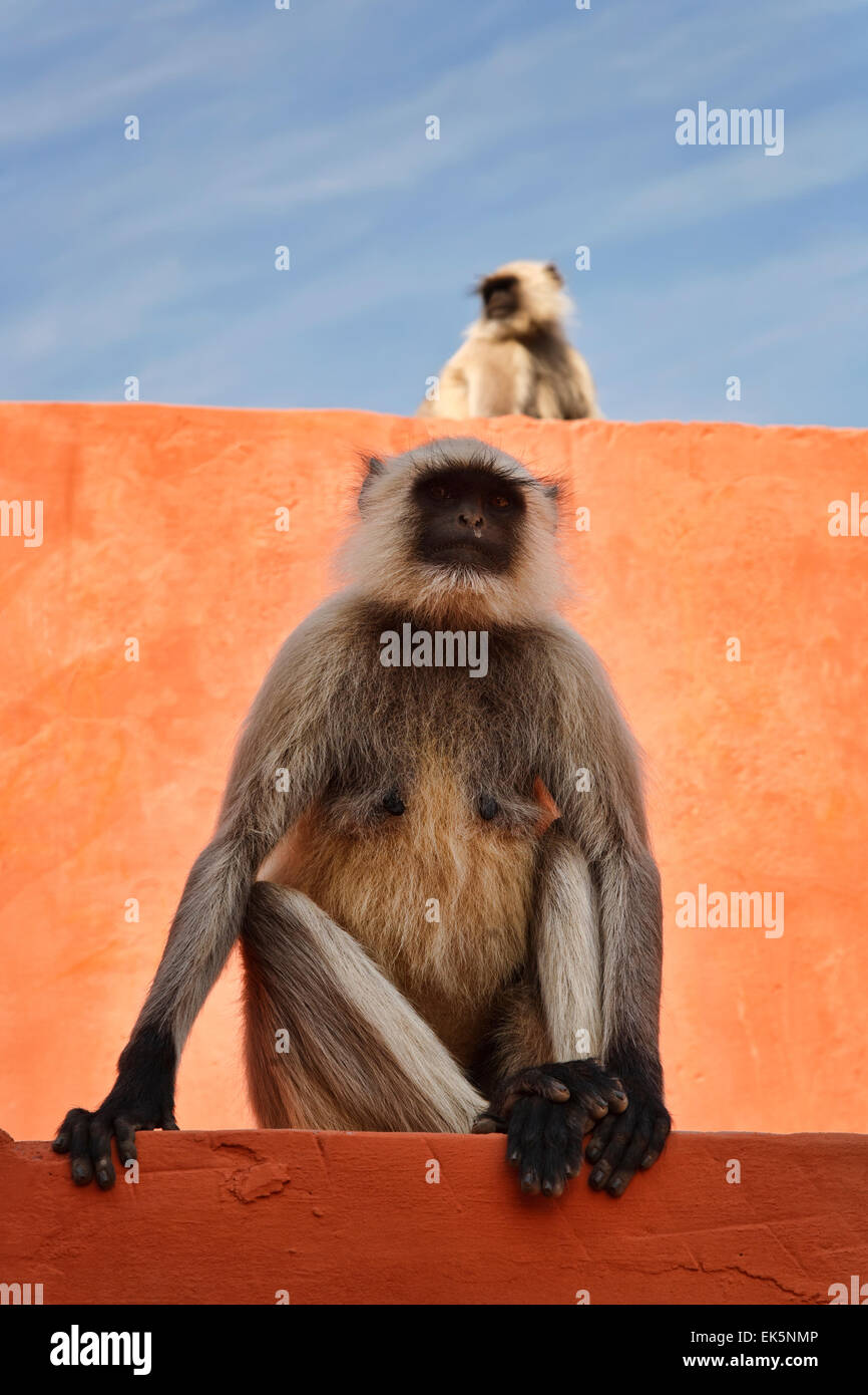 India, Rajasthan, Jaipur, indian monkeys at the Amber Fort Stock Photo ...