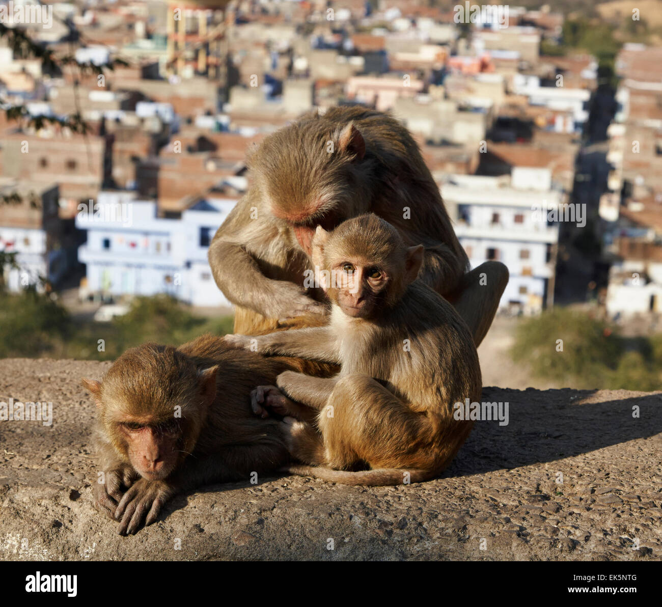 India, Rajasthan, Jaipur, indian monkeys at the Sun Temple Stock Photo ...