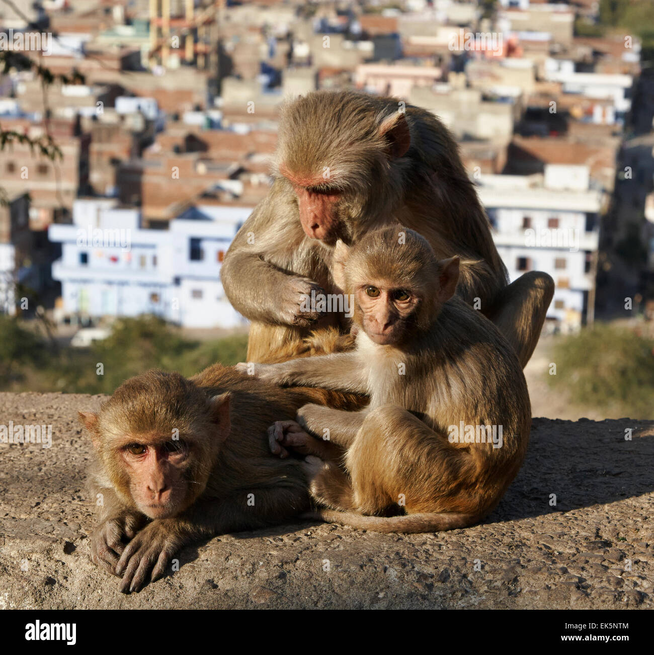 India, Rajasthan, Jaipur, indian monkeys at the Sun Temple Stock Photo ...