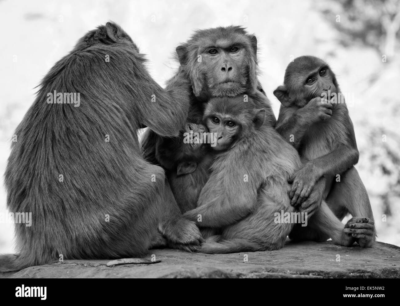 India, Rajasthan, Jaipur, indian monkeys at the Sun Temple Stock Photo ...