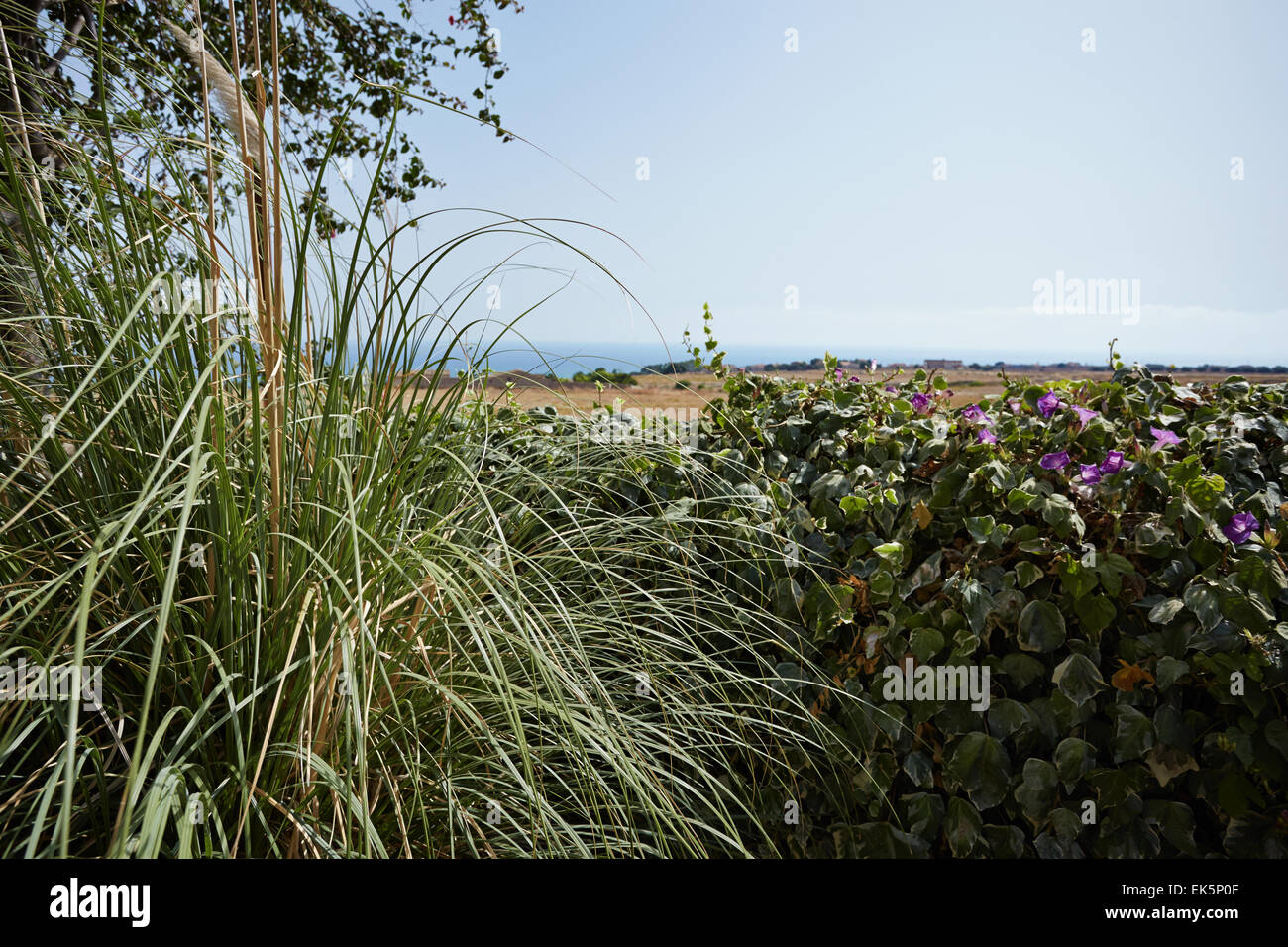 Italy, Sicily, countryside, plants in a garden and the Mediterranean ...