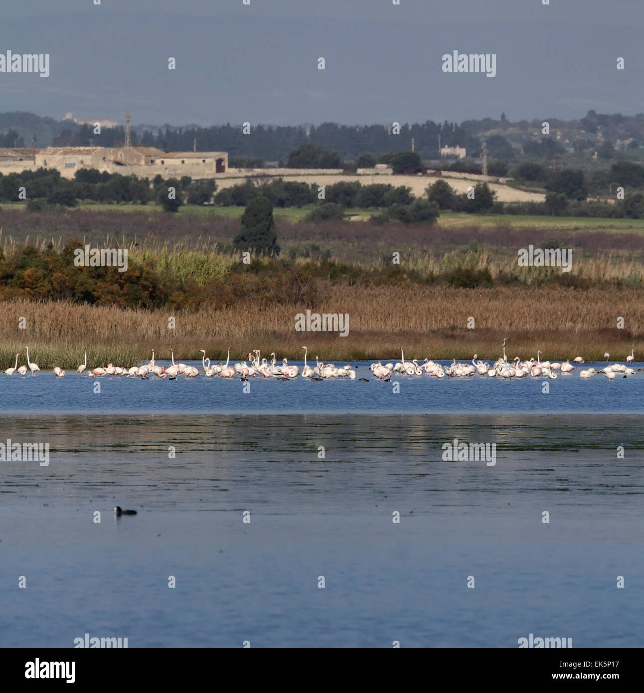 Italy, Sicily, Pachino WWF National Park, Flamingos in a swamp ...