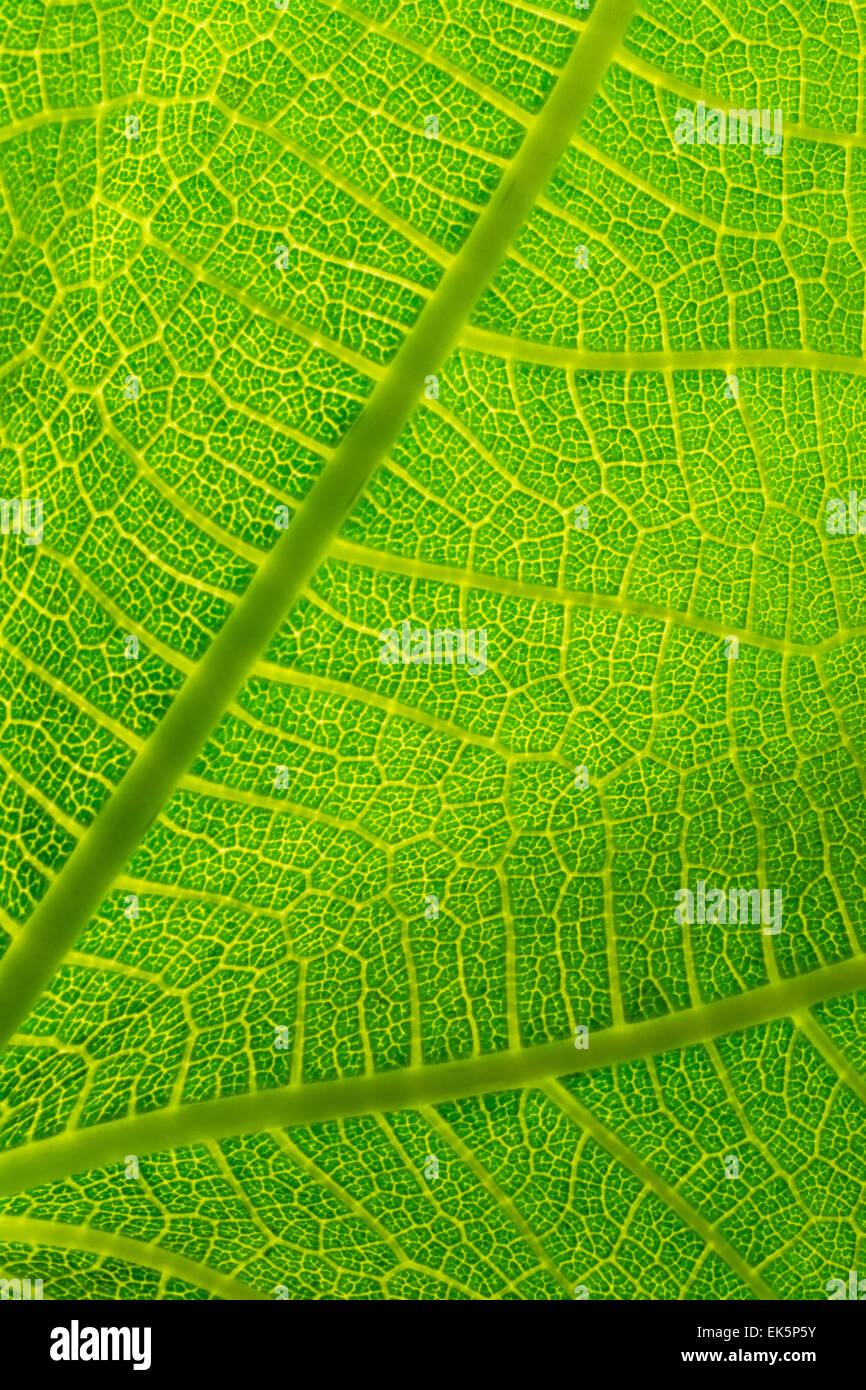 Bitmap texture hi-res stock photography and images - Alamy