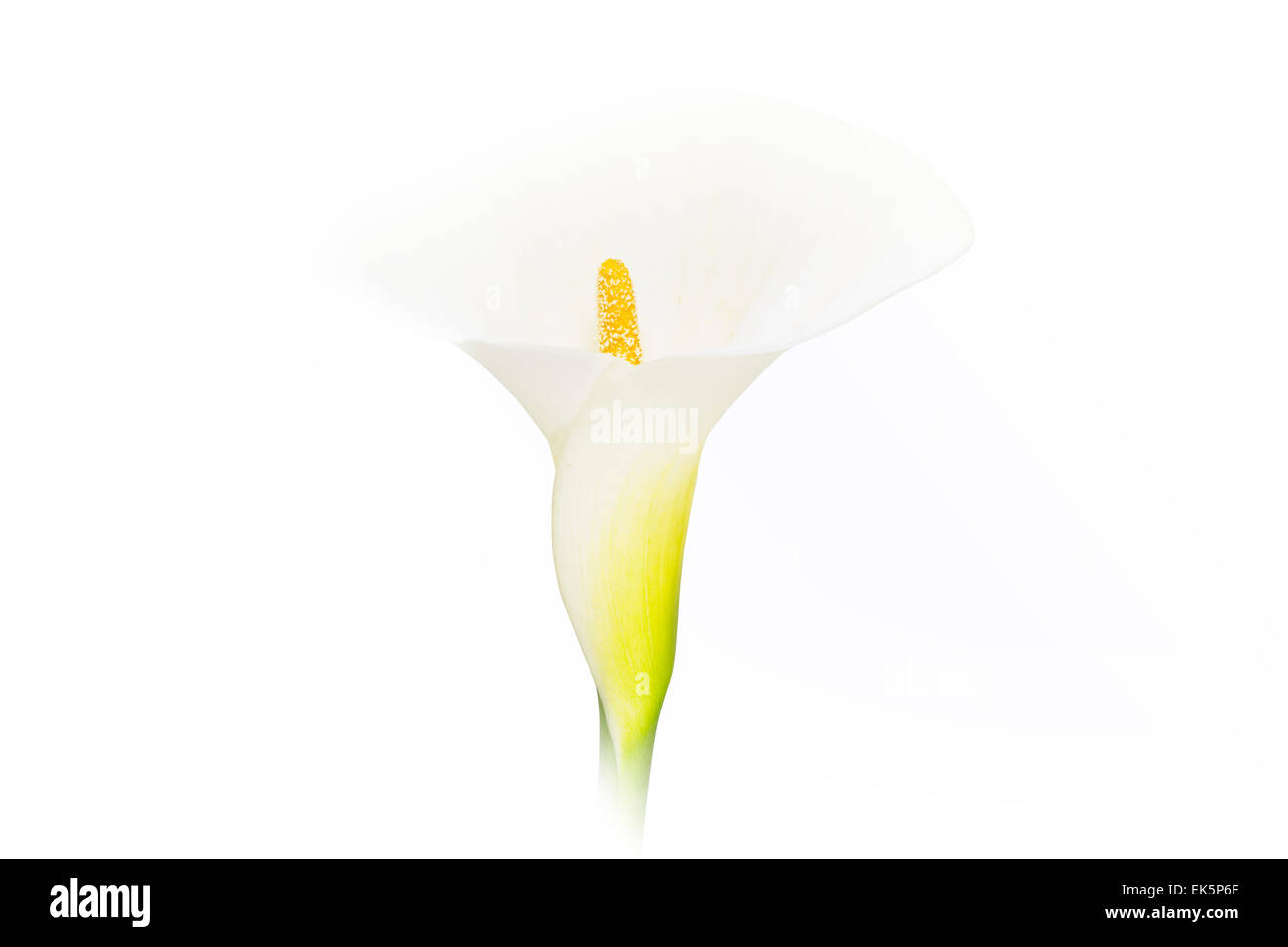 Calla Lily Cutting Flowers at Alicia Finch blog