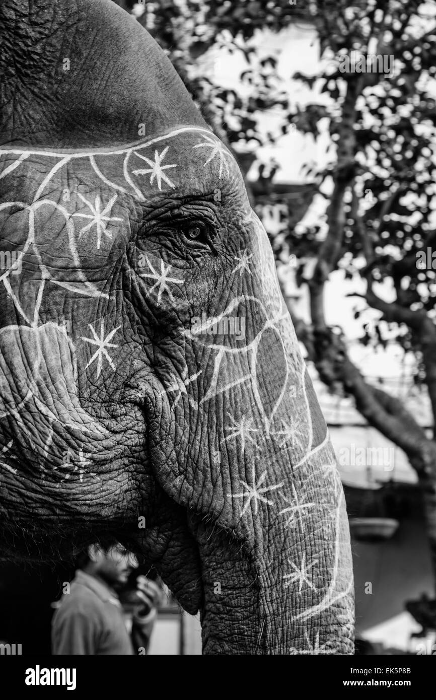 India elephant festival Black and White Stock Photos & Images - Alamy