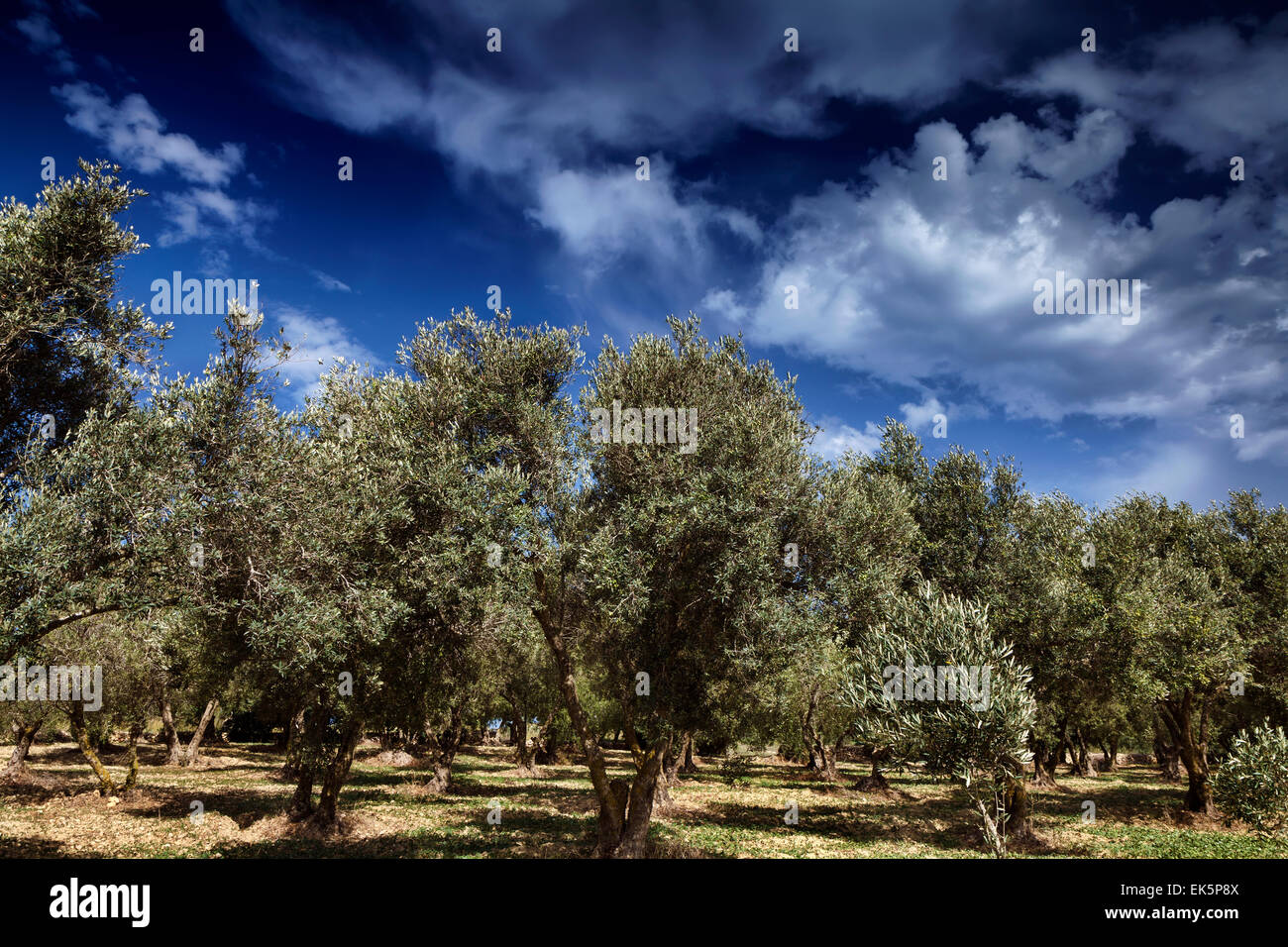 Maltese woods hi-res stock photography and images - Alamy