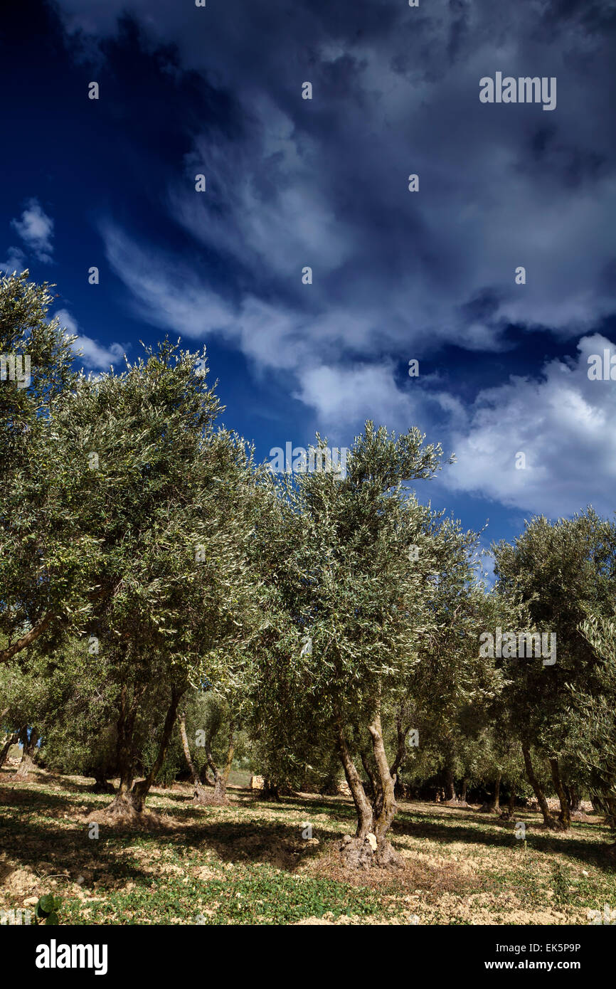 Malta Island, Gozo, countryside, olive trees Stock Photo - Alamy
