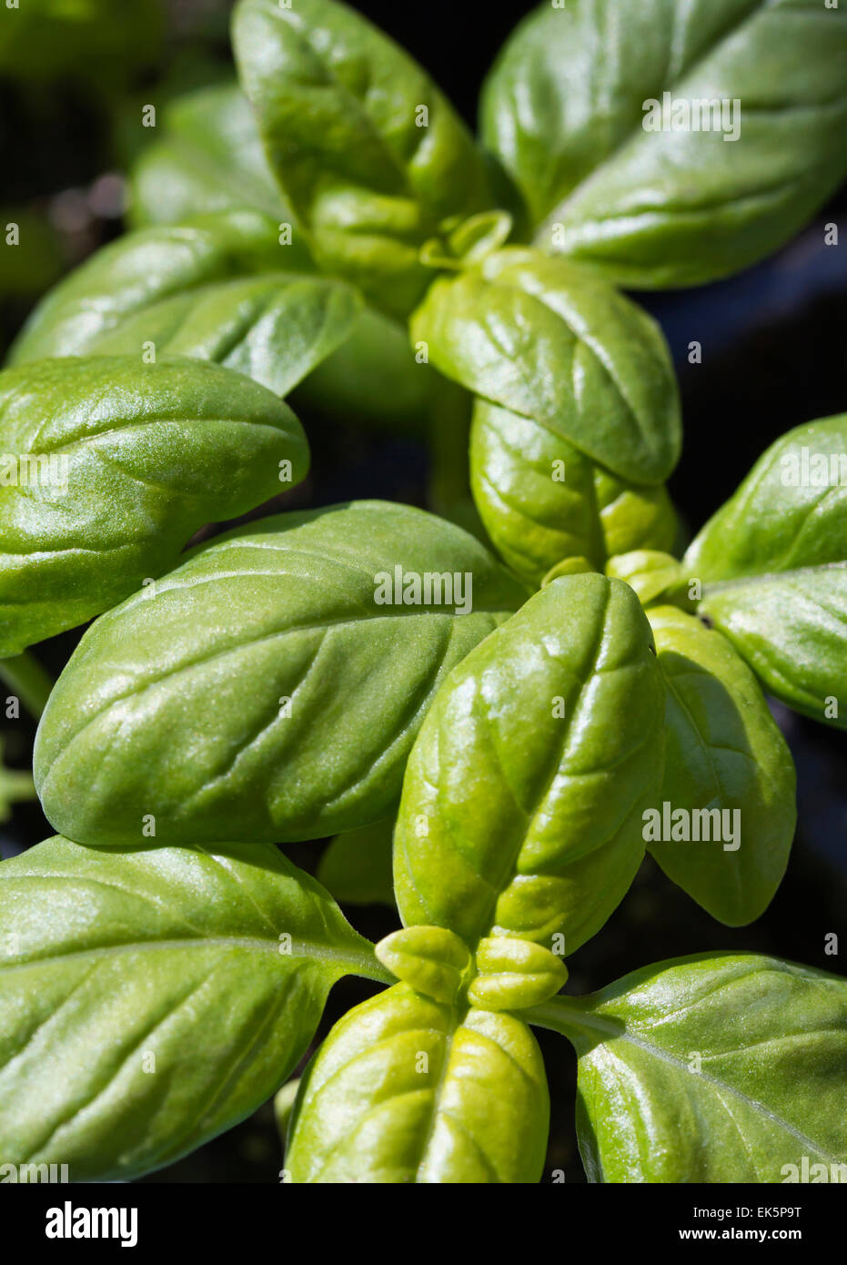 Ocymum High Resolution Stock Photography and Images - Alamy