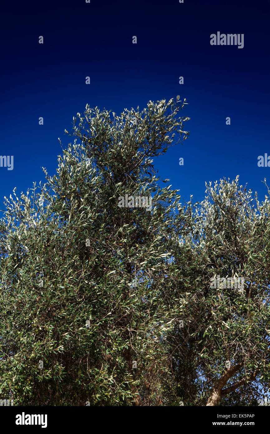 Malta Island, Gozo, countryside, olive trees Stock Photo - Alamy