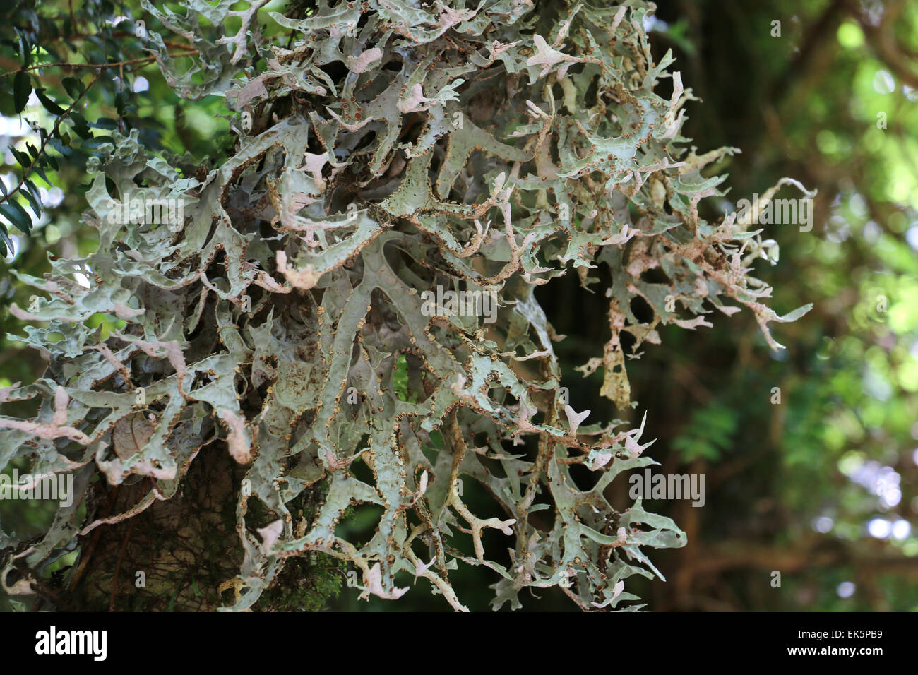 Subtropical plants and trees hi-res stock photography and images - Alamy