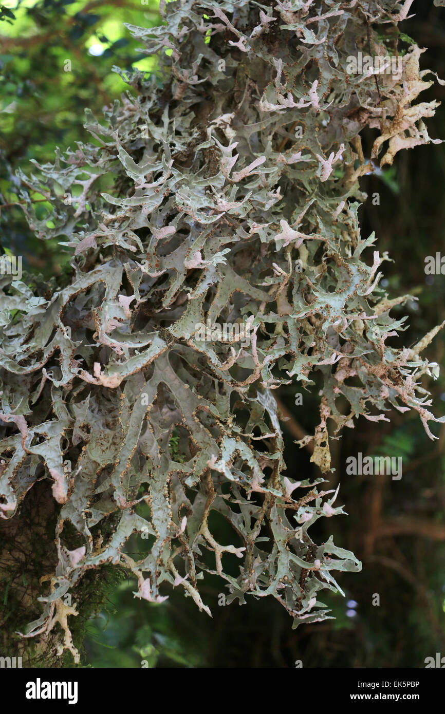 Subtropical plants and trees hi-res stock photography and images - Alamy