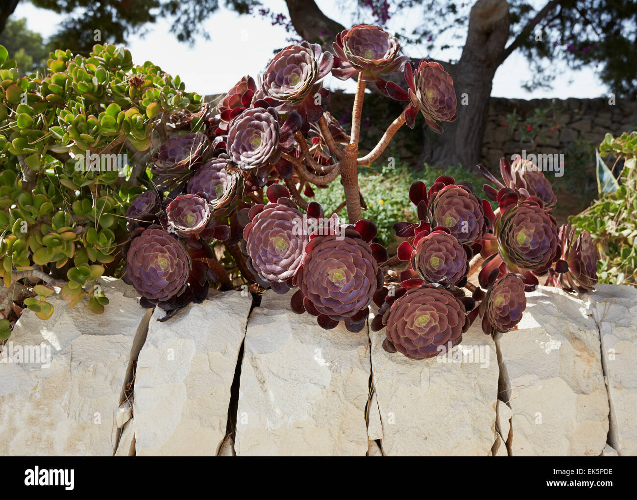 Italy, Sicily, succulent plants in a garden Stock Photo - Alamy