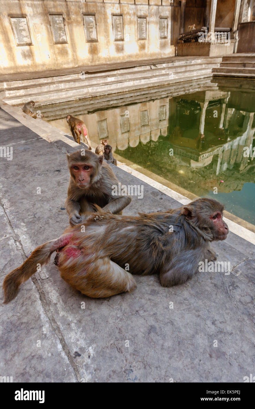 India, Rajasthan, Jaipur, indian monkeys in one of the many hindu ...