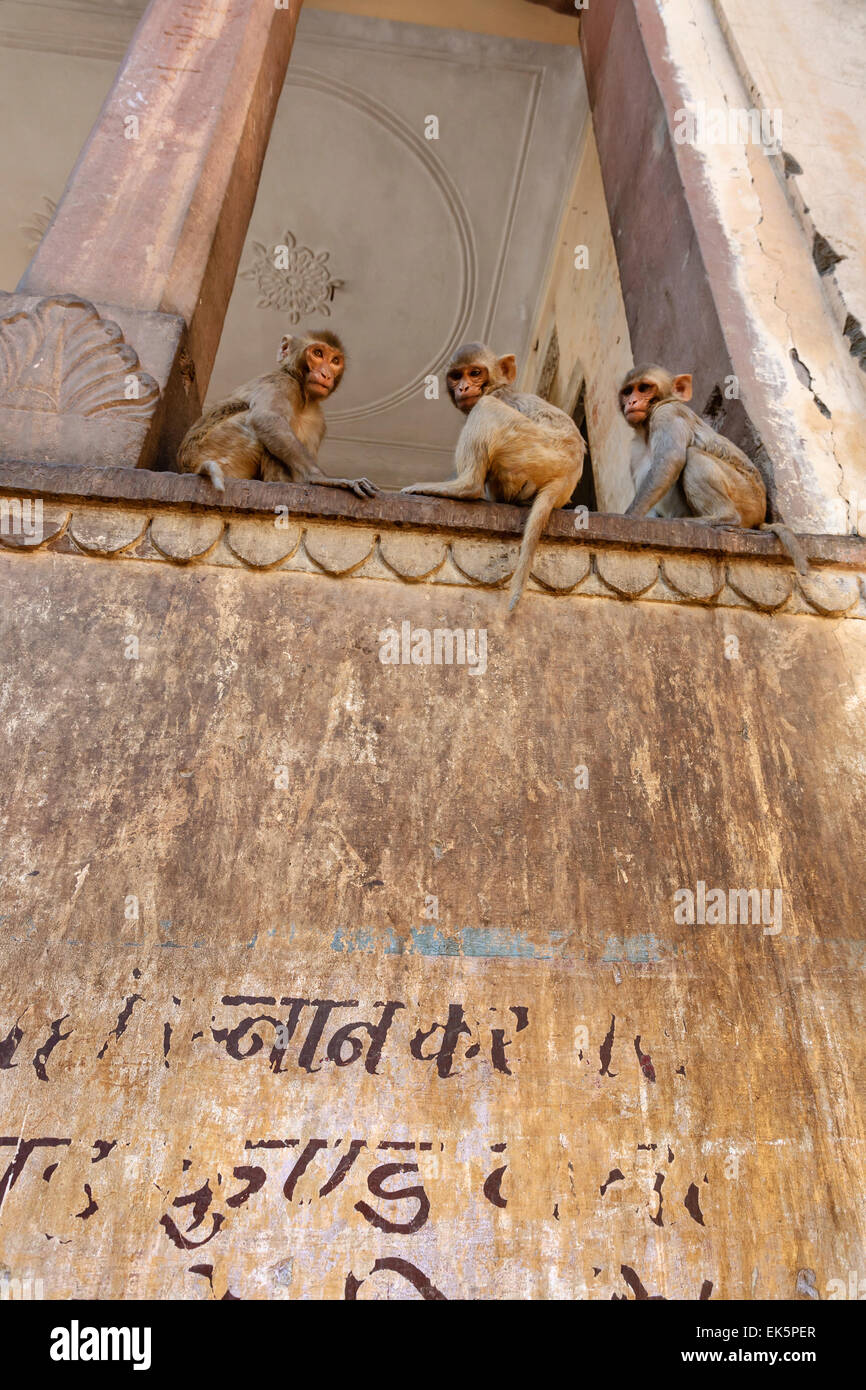 India, Rajasthan, Jaipur, indian monkeys in one of the many hindu ...