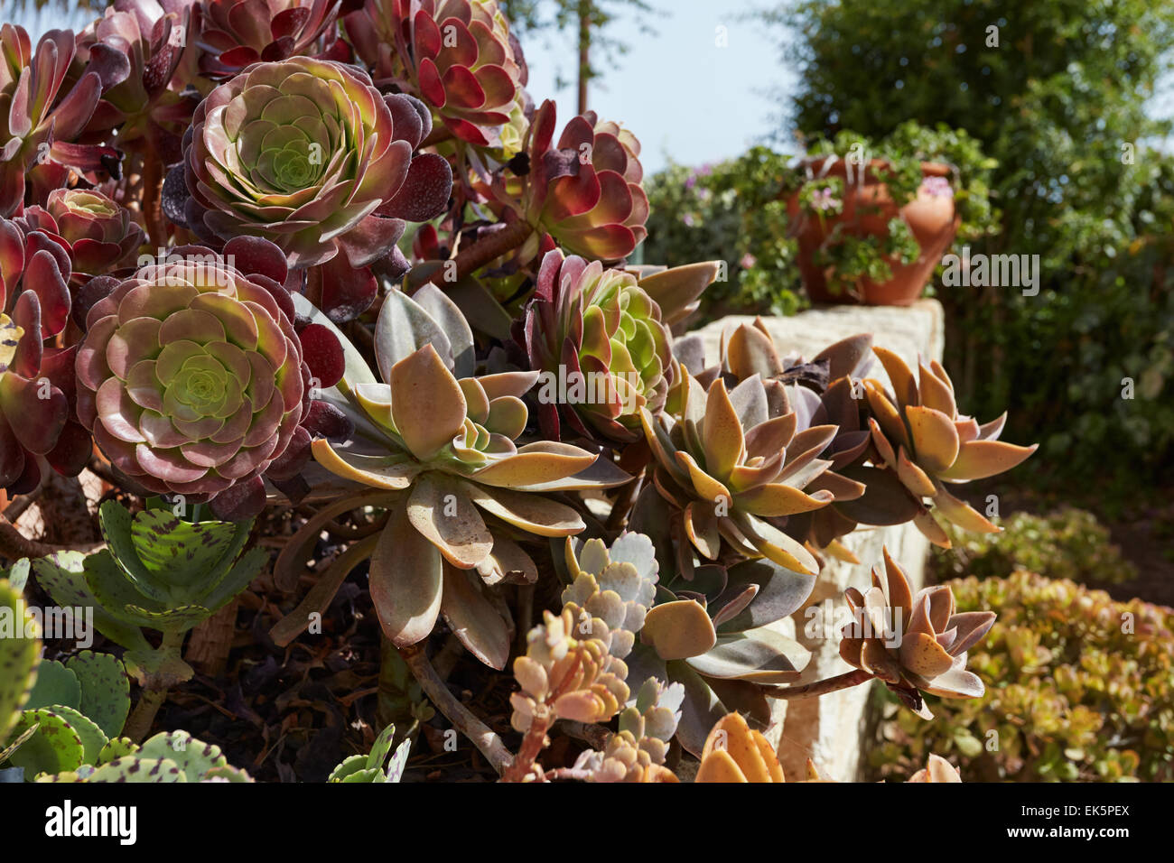 Italy, Sicily, succulent plants in a garden Stock Photo - Alamy