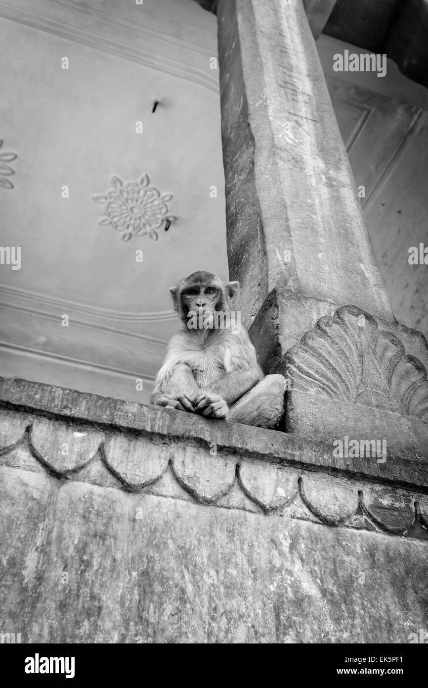 India, Rajasthan, Jaipur, indian monkey in one of the many hindu ...