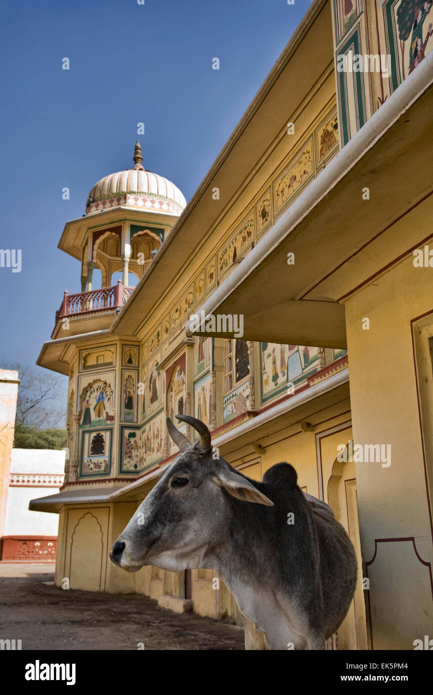 Cow in front hindu temple hi-res stock photography and images - Alamy