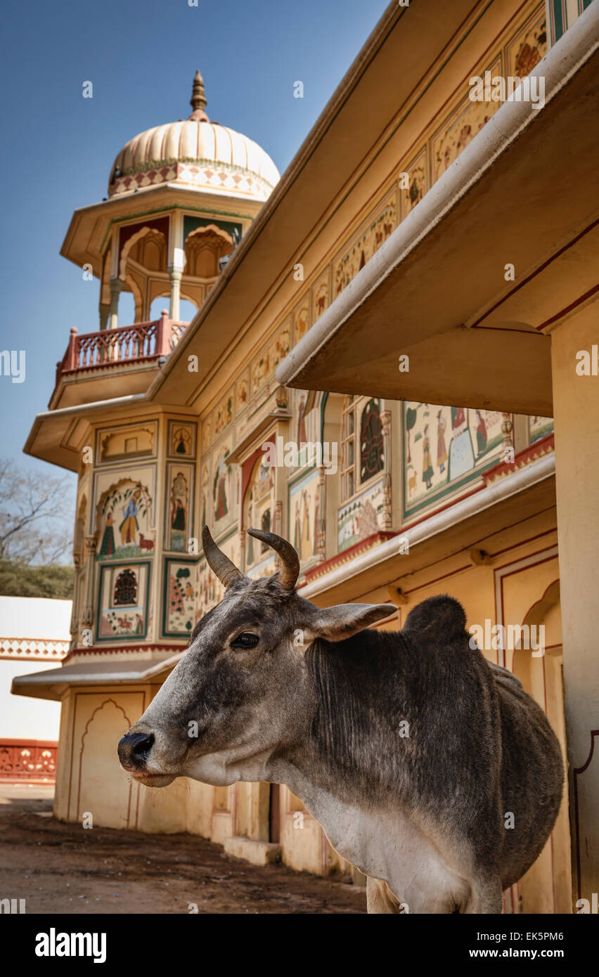 India, Rajasthan, Jaipur, a cow at Sisodia Palace Stock Photo - Alamy