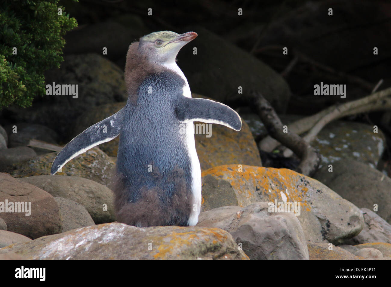 Yellow-eyed penguin babies Curio Bay, New Zealand Stock Photo - Alamy