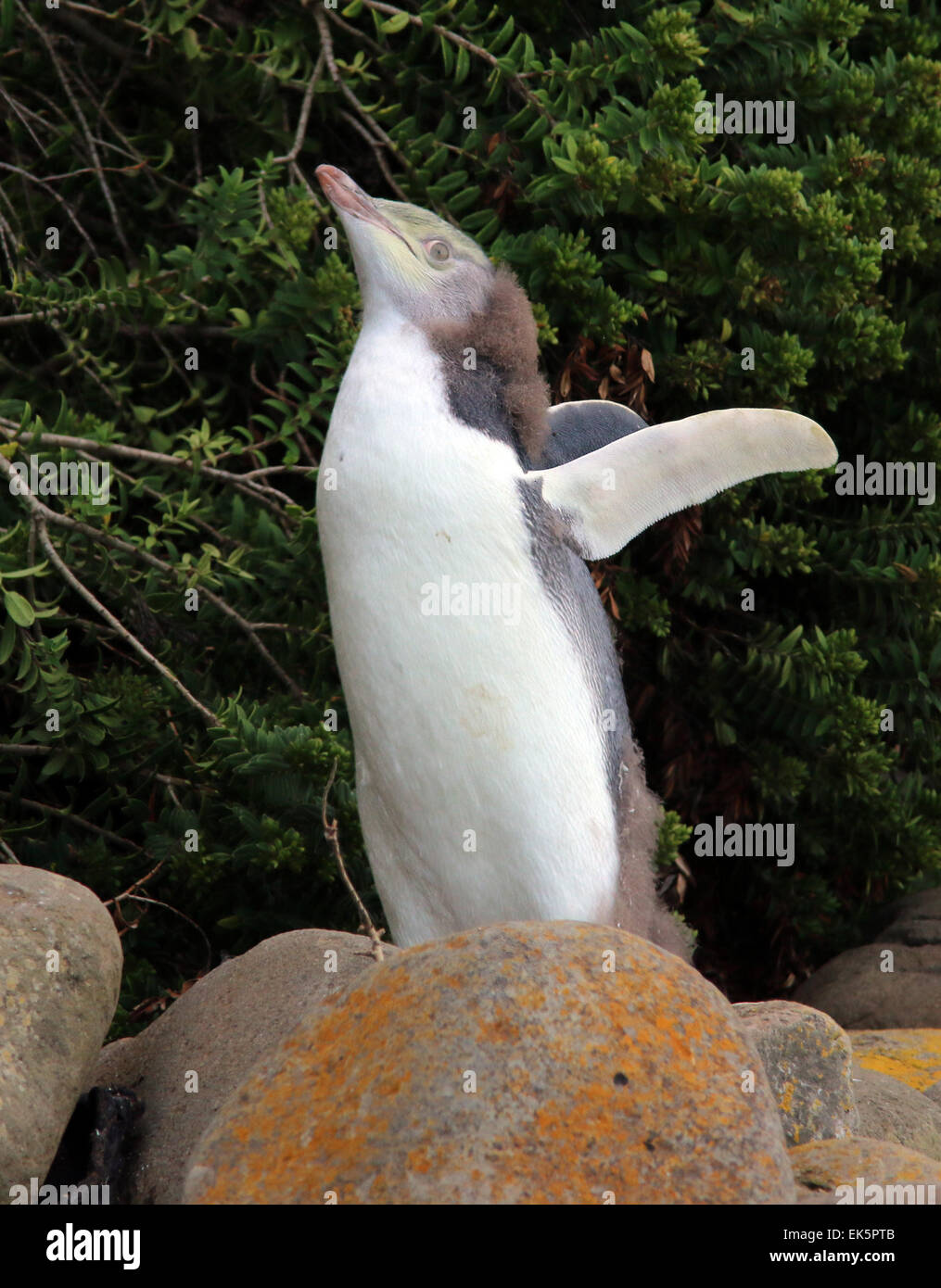 Yellow-eyed penguin babies Curio Bay, New Zealand Stock Photo - Alamy