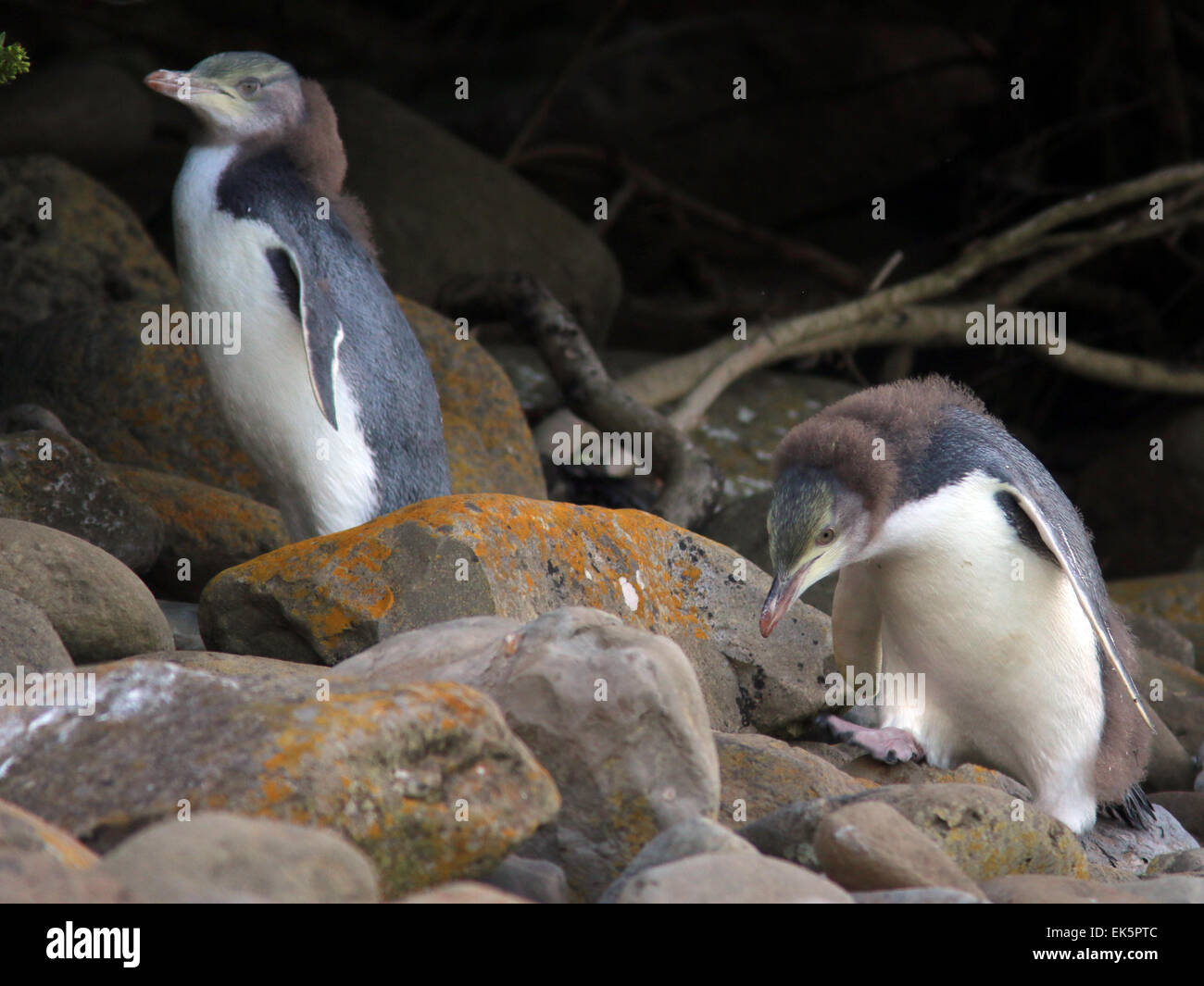 Yellow-eyed penguin babies Curio Bay, New Zealand Stock Photo - Alamy