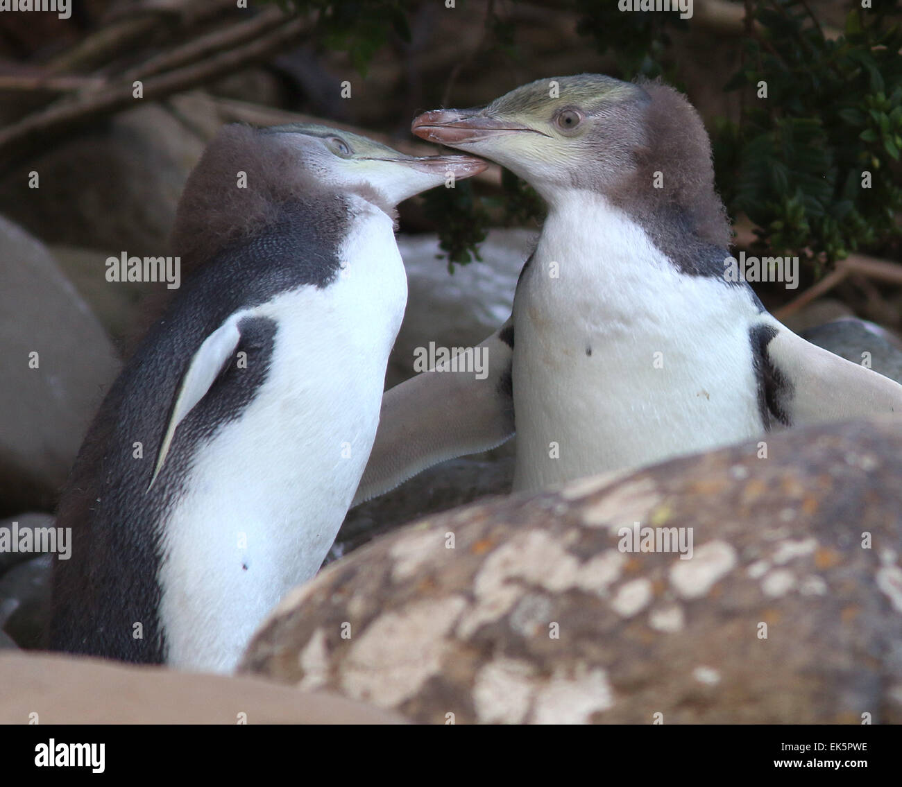 Yellow-eyed penguin babies Curio Bay, New Zealand Stock Photo - Alamy
