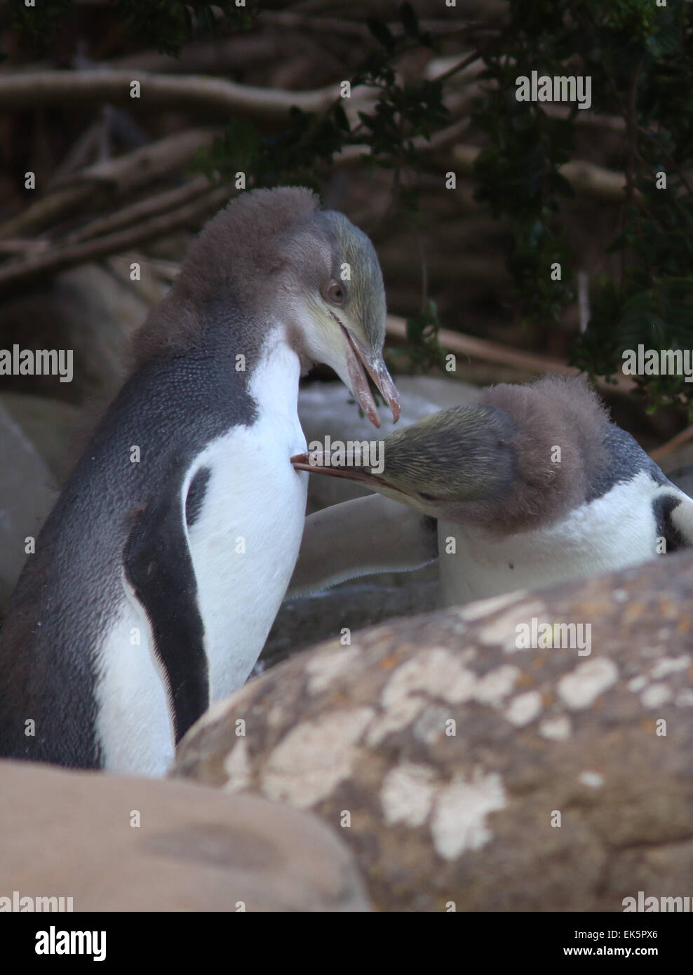 Yellow-eyed penguin babies Curio Bay, New Zealand Stock Photo - Alamy