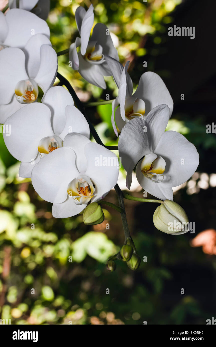 Thailand, Bangkok, orchid flowers Stock Photo - Alamy
