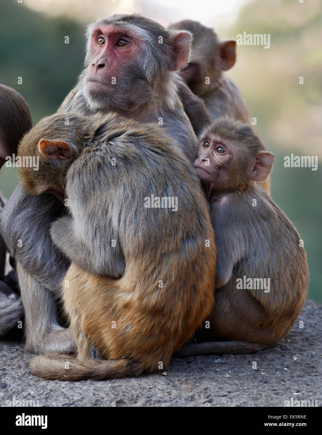 India, Rajasthan, Jaipur, indian monkeys at the Sun Temple Stock Photo ...