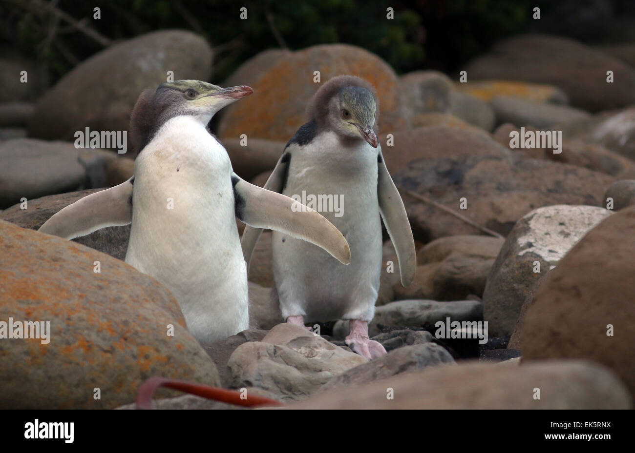 Yellow-eyed penguin babies Curio Bay, New Zealand Stock Photo - Alamy