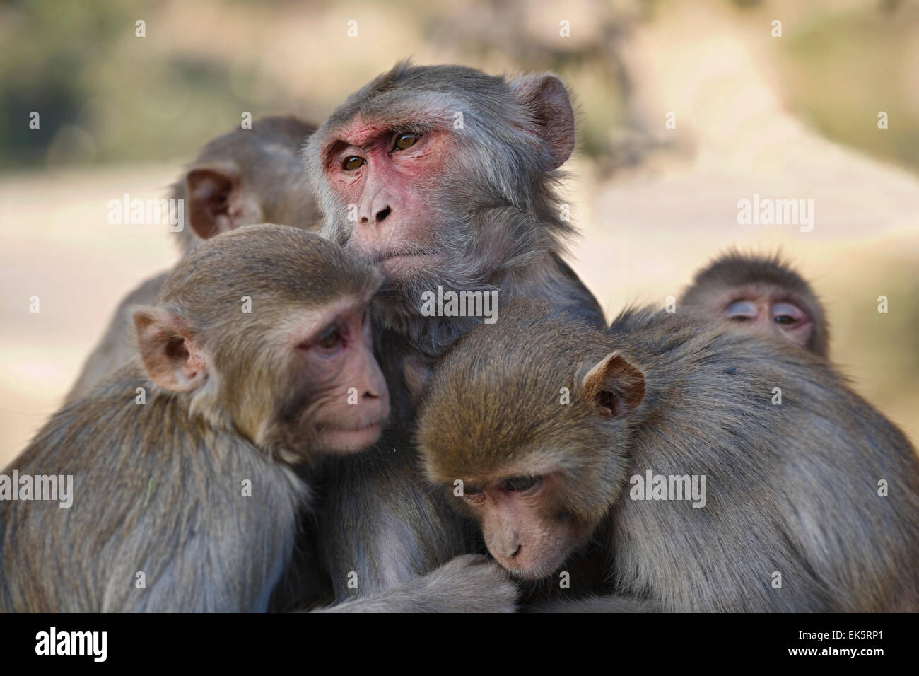 India, Rajasthan, Jaipur, indian monkeys at the Sun Temple Stock Photo ...