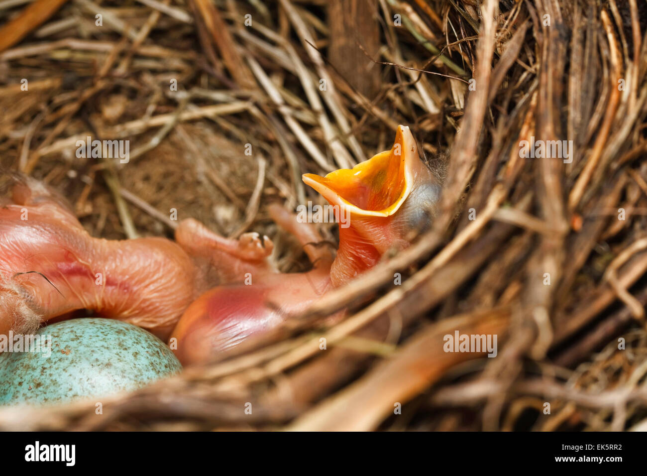Italy, countryside, closeup of a just born, hungry blackbird (Turdus ...