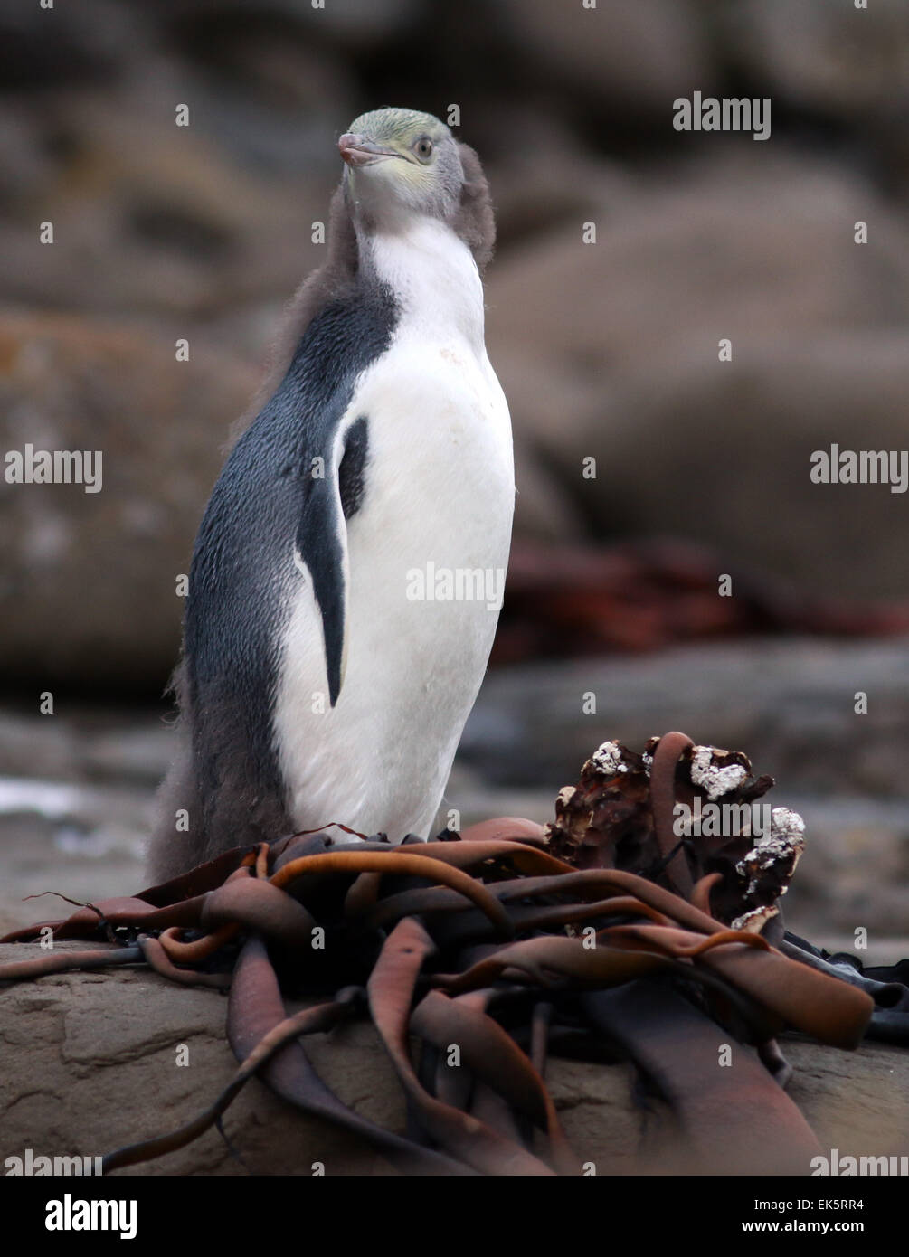 Yellow-eyed penguin babies Curio Bay, New Zealand Stock Photo - Alamy