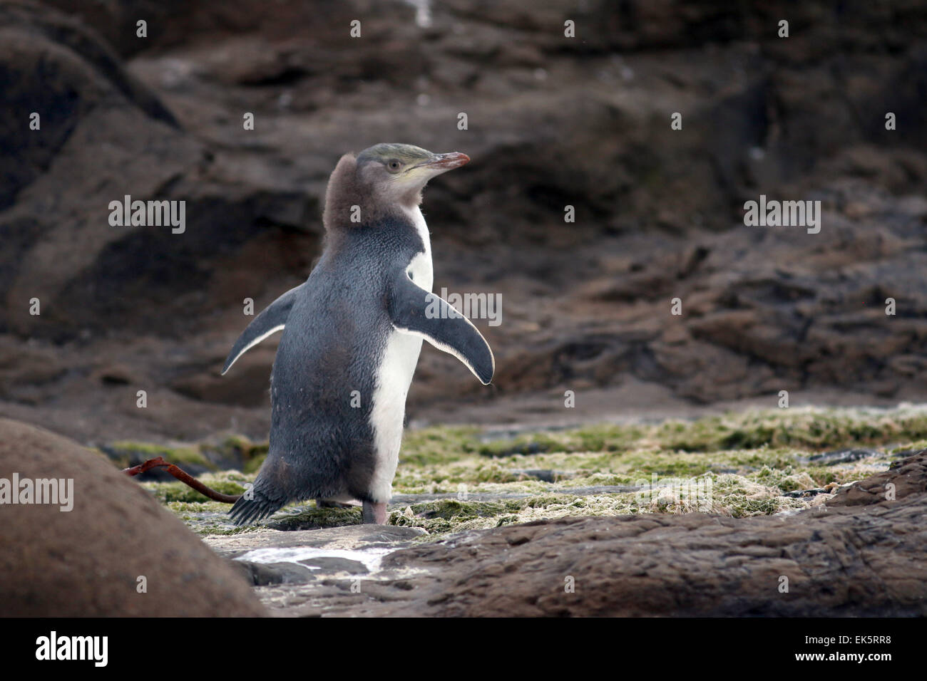 Yellow-eyed penguin babies Curio Bay, New Zealand Stock Photo - Alamy