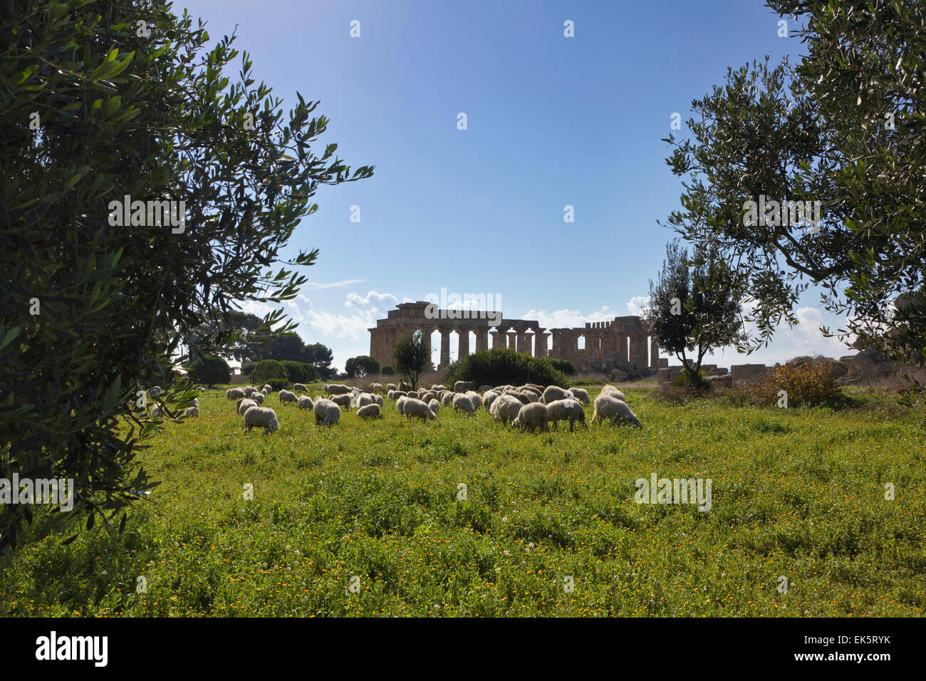 Italy, Sicily, Selinunte, a flock of sheep and the greek Hera Temple ...