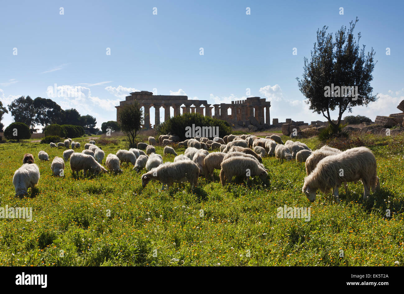 Italy, Sicily, Selinunte, a flock of sheep and the greek Hera Temple ...