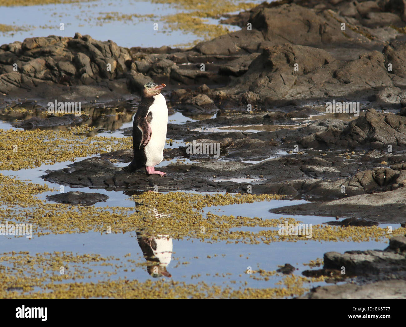 yellow-eyed penguin in Curio Bay fossilized tree trunks and tide pool ...