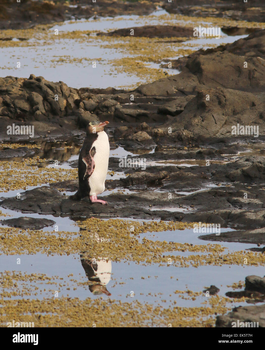 yellow-eyed penguin in Curio Bay fossilized tree trunks and tide pool ...