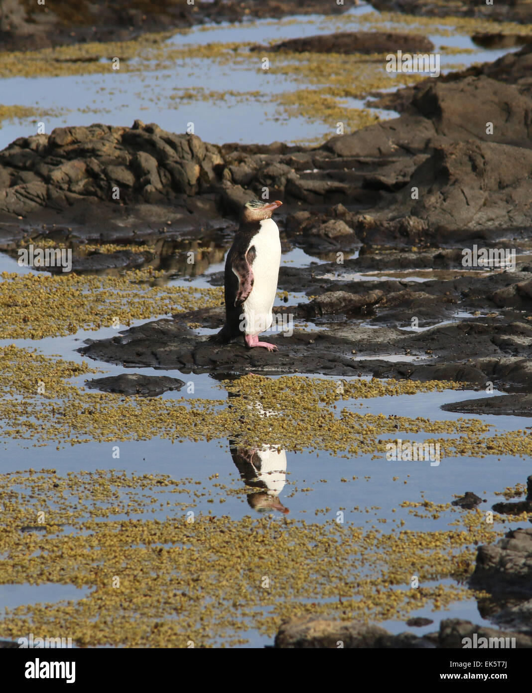 yellow-eyed penguin in Curio Bay fossilized tree trunks and tide pool ...
