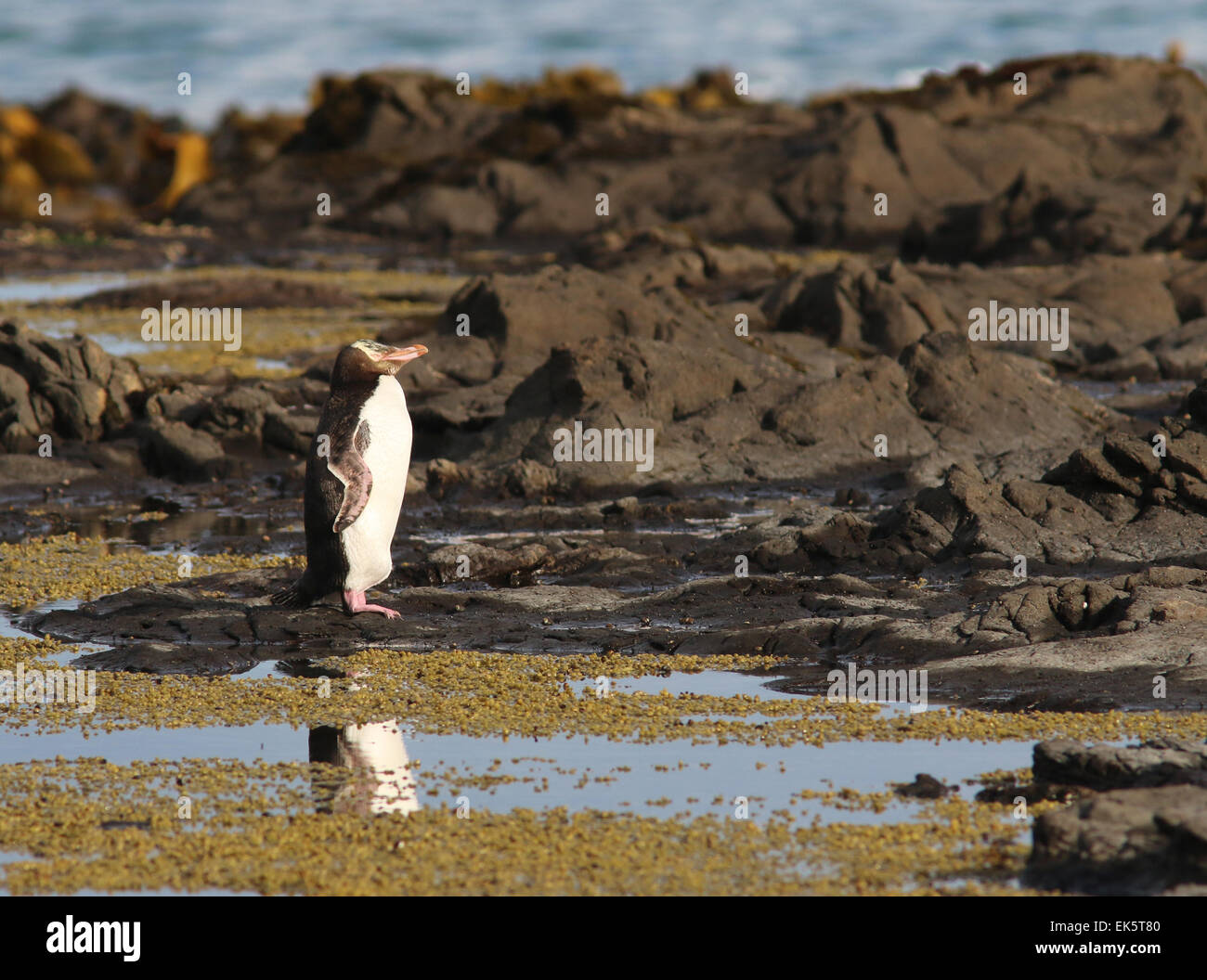 yellow-eyed penguin in Curio Bay fossilized tree trunks and tide pool ...
