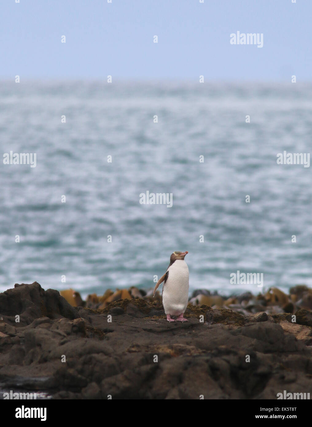 yellow-eyed penguin in Curio Bay fossilized tree trunks and tide pool ...