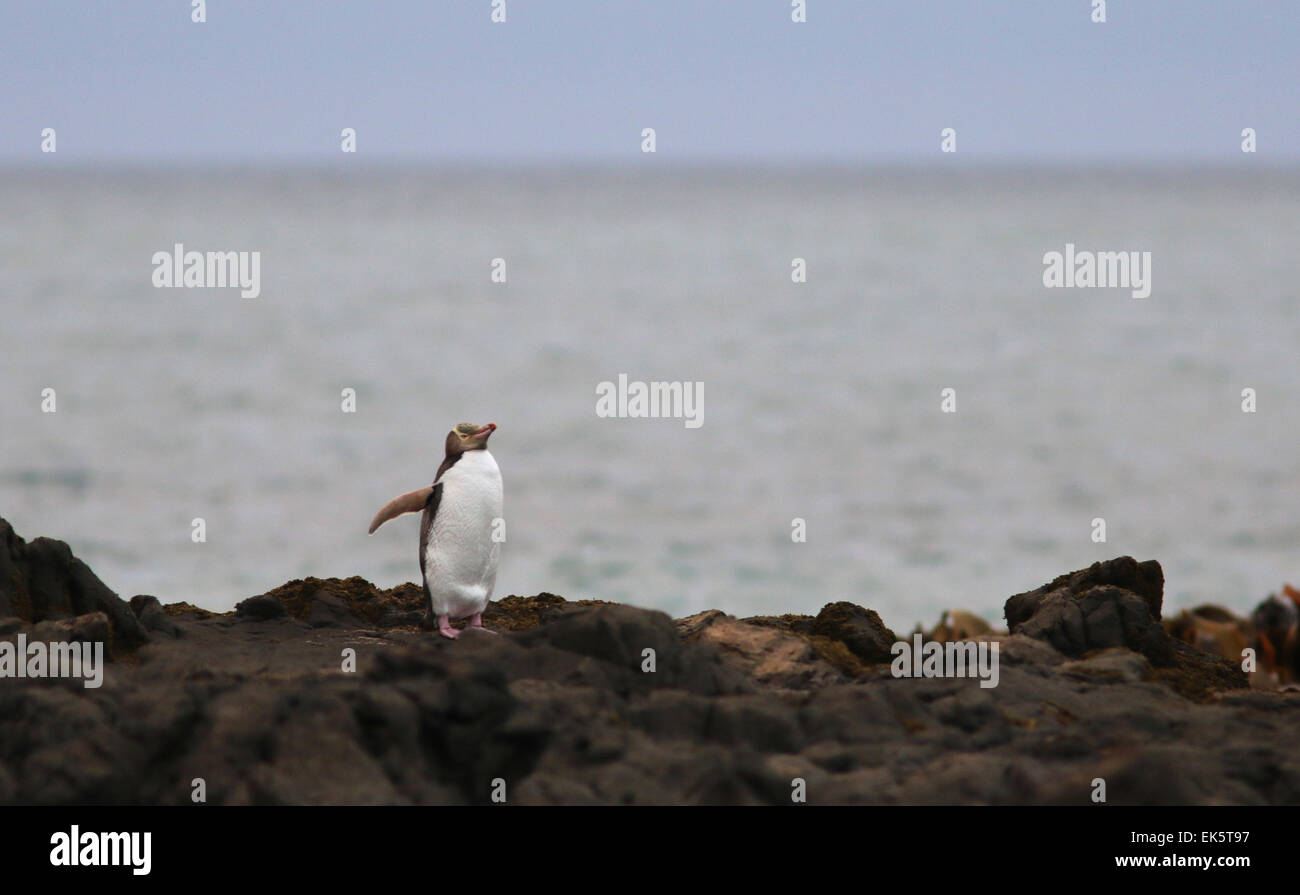 yellow-eyed penguin in Curio Bay fossilized tree trunks and tide pool ...
