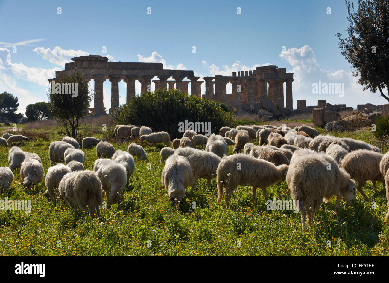 Italy, Sicily, Selinunte, a flock of sheep and the greek Hera Temple ...