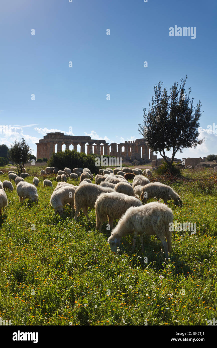 Italy, Sicily, Selinunte, a flock of sheep and the greek Hera Temple ...