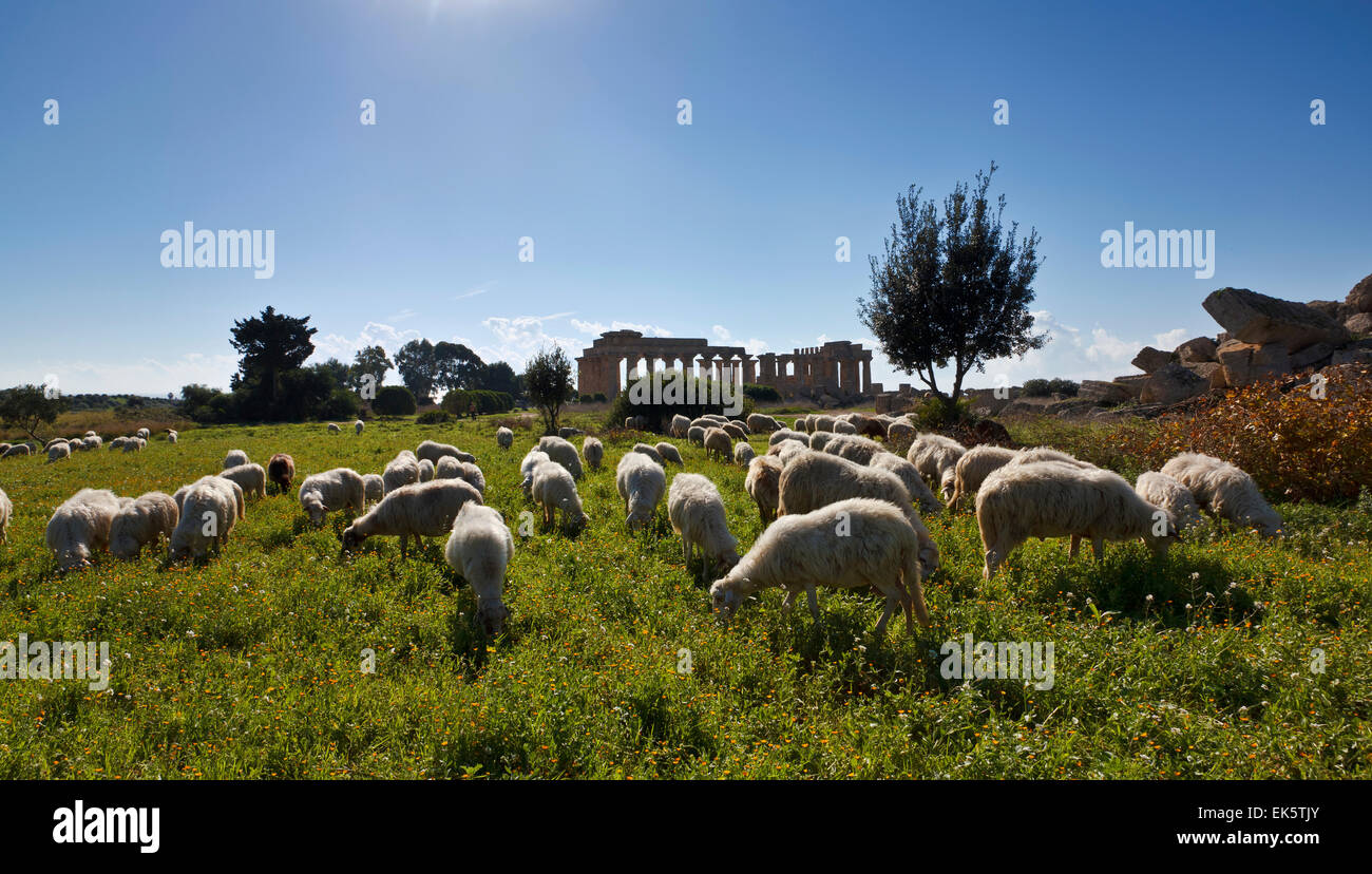 Italy, Sicily, Selinunte, a flock of sheep and the greek Hera Temple ...