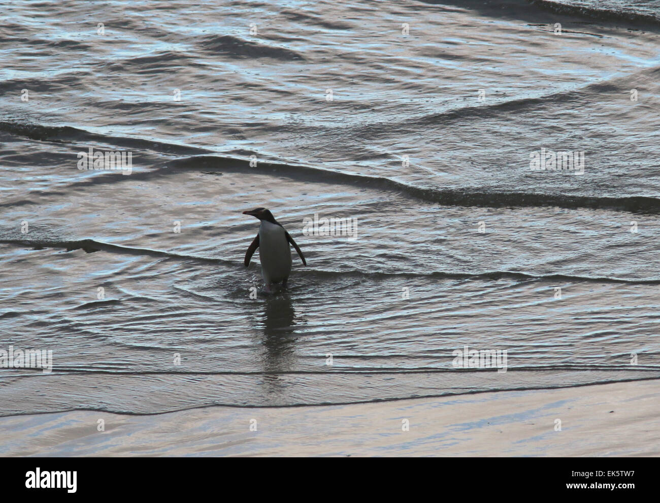 yellow-eyed penguin on beach in Roaring Bay, New Zealand Stock Photo ...