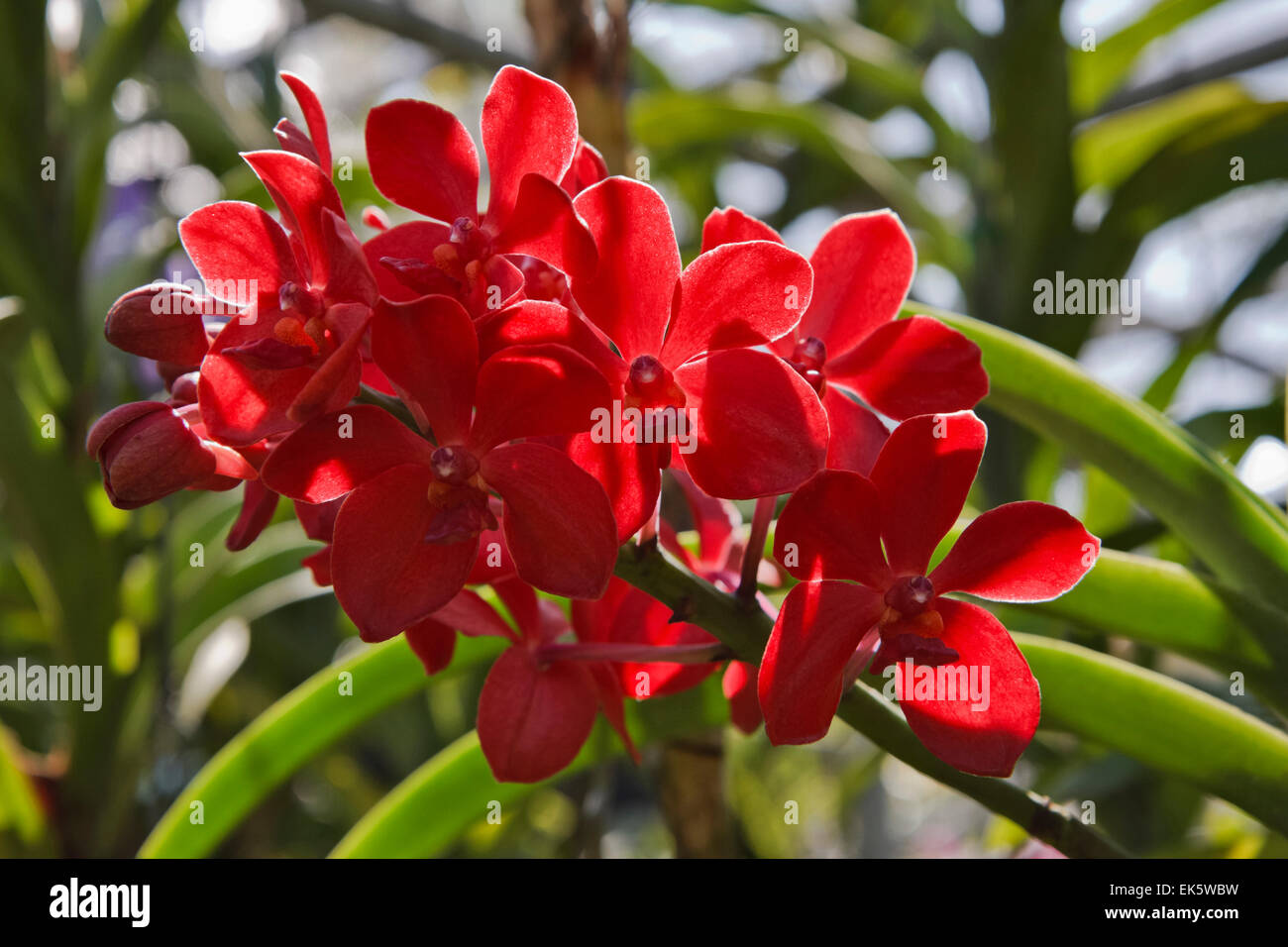 Thailand, Chang Mai, orchid flowers (Orchis sp Stock Photo - Alamy