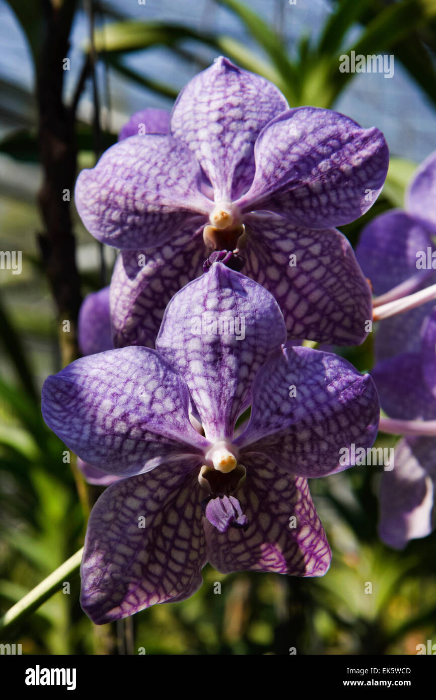 Thailand, Chang Mai, orchid flowers (Orchis sp Stock Photo - Alamy