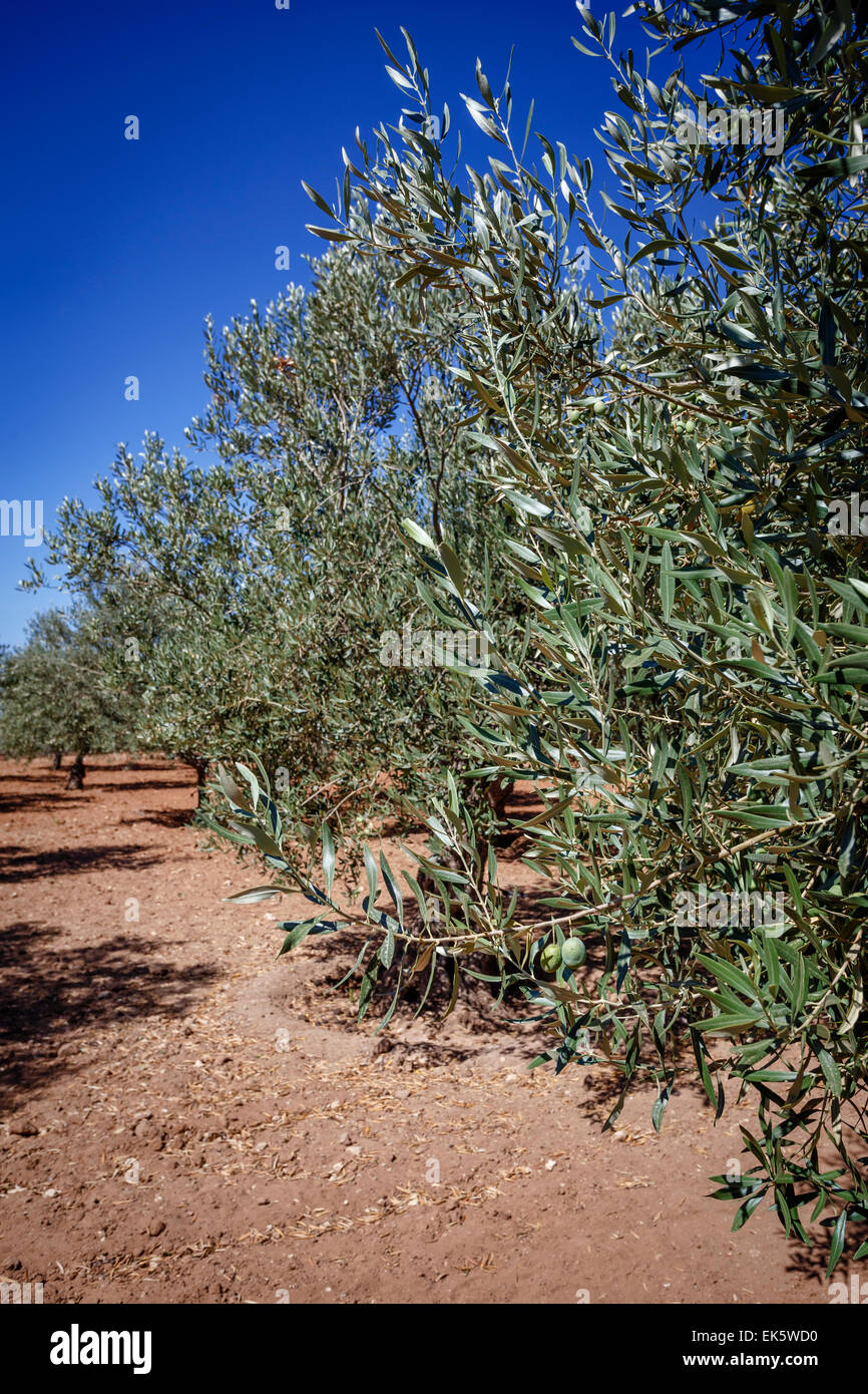 Italy, Sicily, countryside, olive trees Stock Photo - Alamy