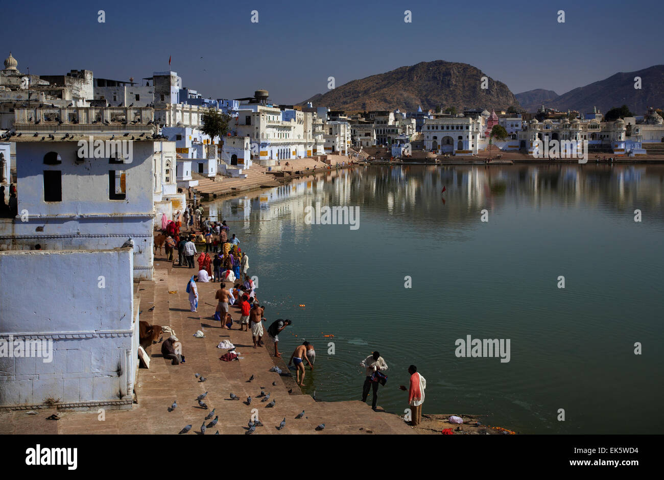 India, Rajasthan, Pushkar, indian pilgrims take a bath in the sacred ...